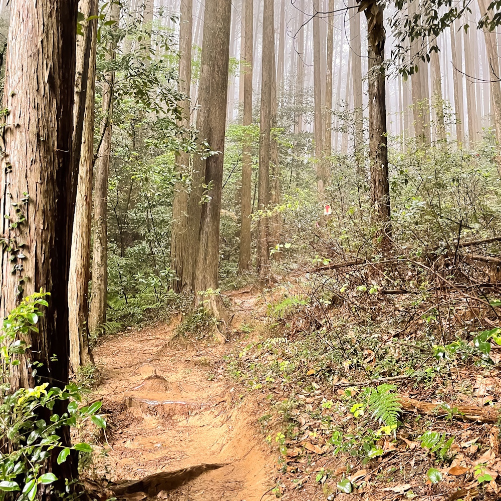 Virtual UTMF 2021 – ウルトラランナーへの道®️ブログ